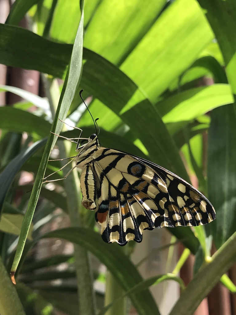 Lime Swallowtail from Karachi, Sindh, PK on September 7, 2020 at 12:04 ...