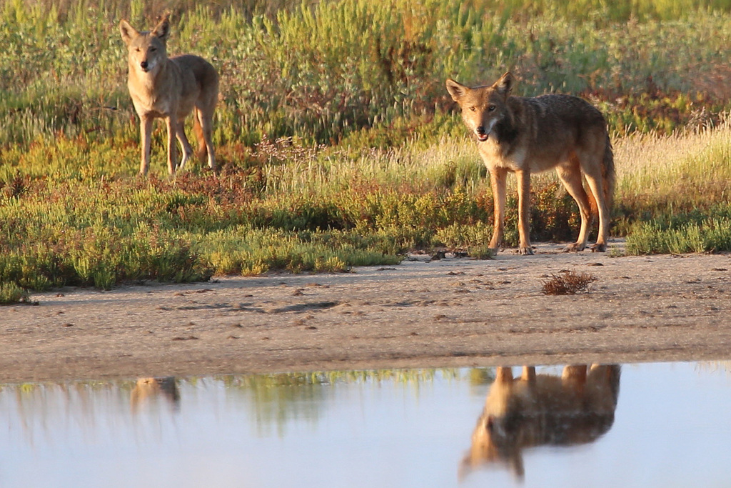 Wolves and Dogs from Galveston Co, TX on October 06, 2019 at 07:52 AM ...