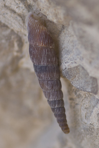 Genus Armenica · iNaturalist