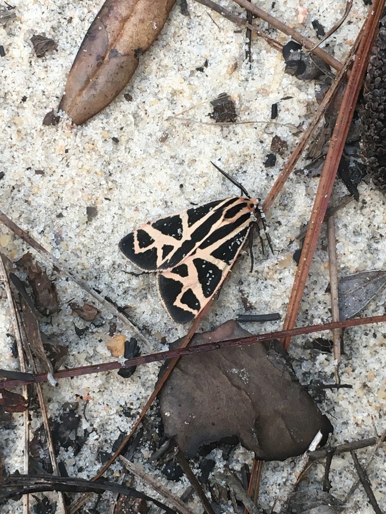 Apantesis placentia from Baker, Baker, FL, US on September 3, 2020 at ...