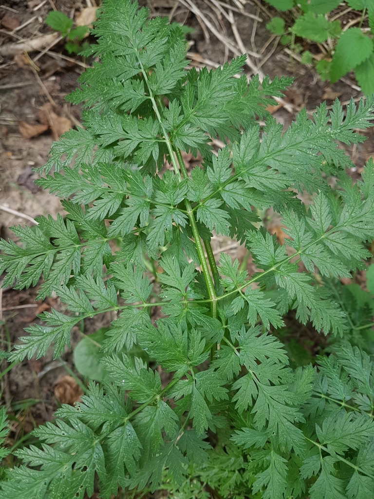 Cow Parsley from Ramenki District Moscow Russia on July 29, 2017 at 05: ...