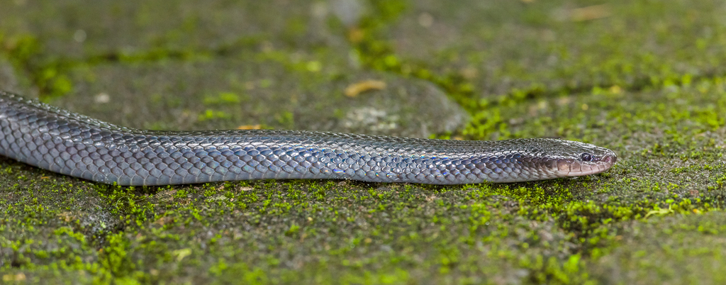 Common Mussurana from Las Gararlis Lodge, Ecuador on June 15, 2015 by ...