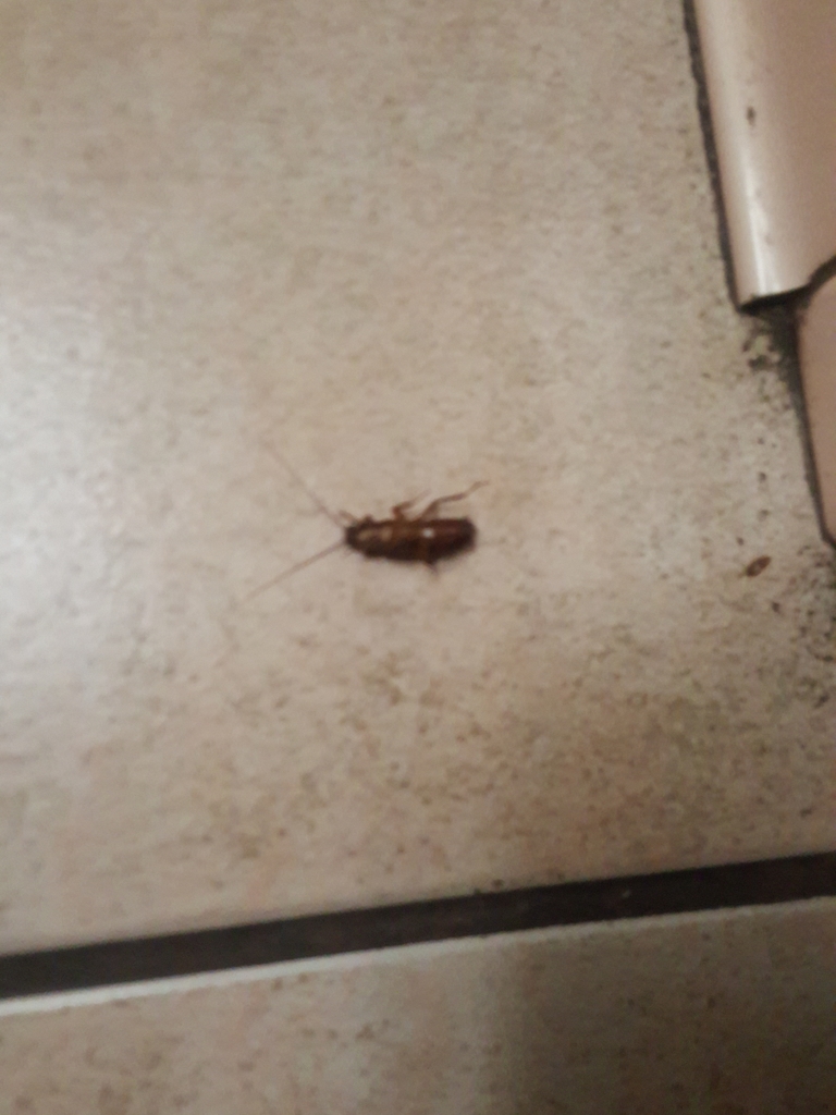 German Cockroach in September 2020 by Andy Luo · iNaturalist