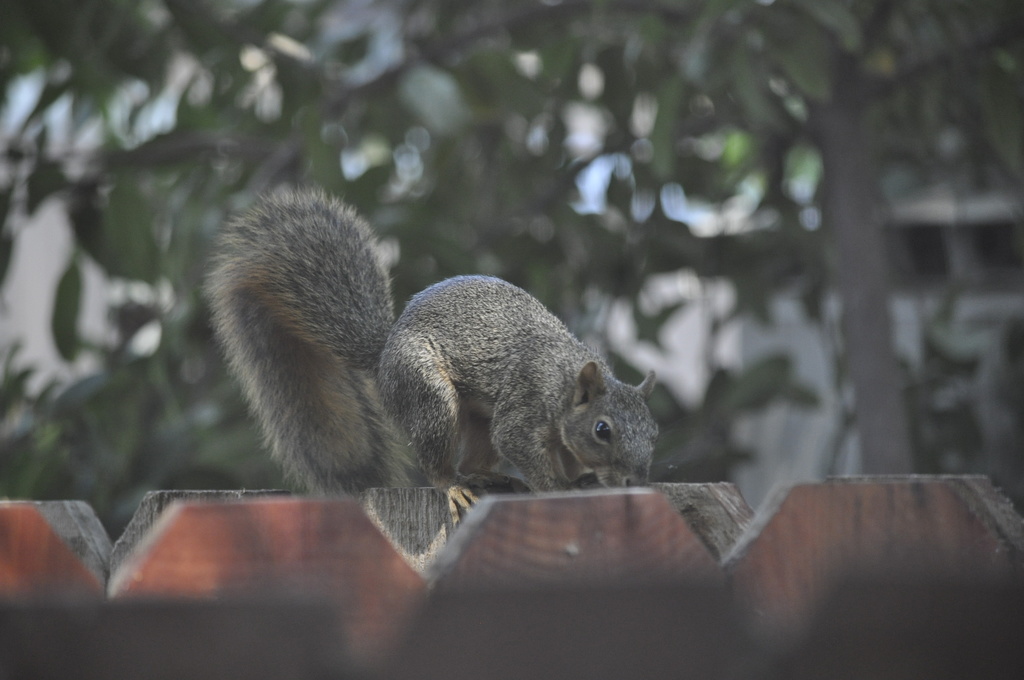 Tree Squirrels from Pleasant Valley Dr, 沃尔纳特克里克, CA, US on September 05 ...