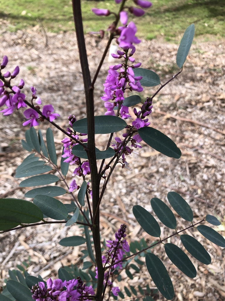 Indigofera Australis