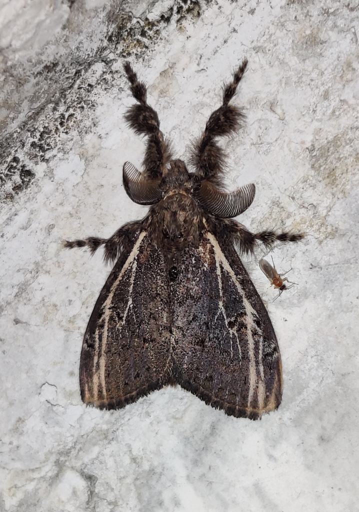 Olene inclusa from Panchanai, West Bengal, India on September 7, 2020 ...