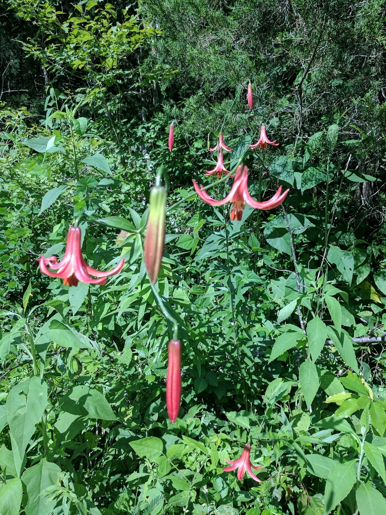 Canada lily from Roy Jones Road Stearns, KY 42647 USA on July 30, 2017 ...