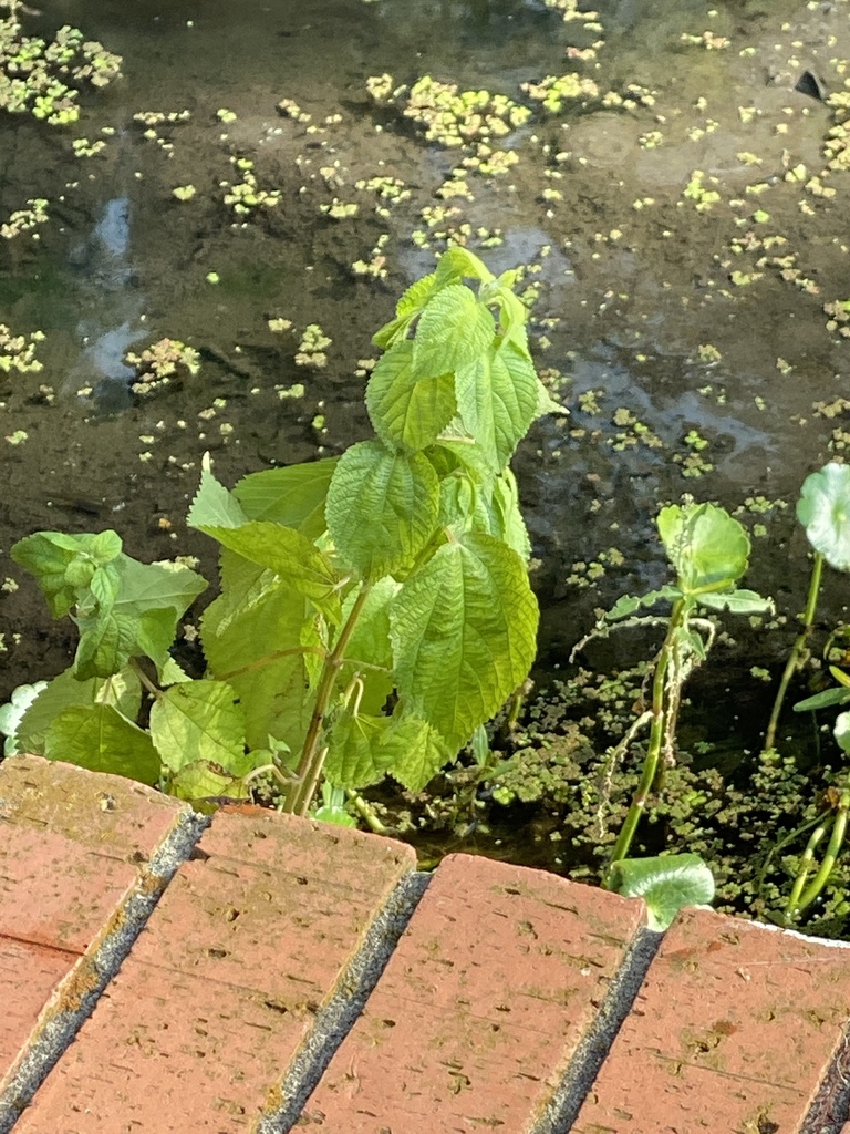 false nettle from University of Louisiana at Lafayette, Lafayette, LA ...