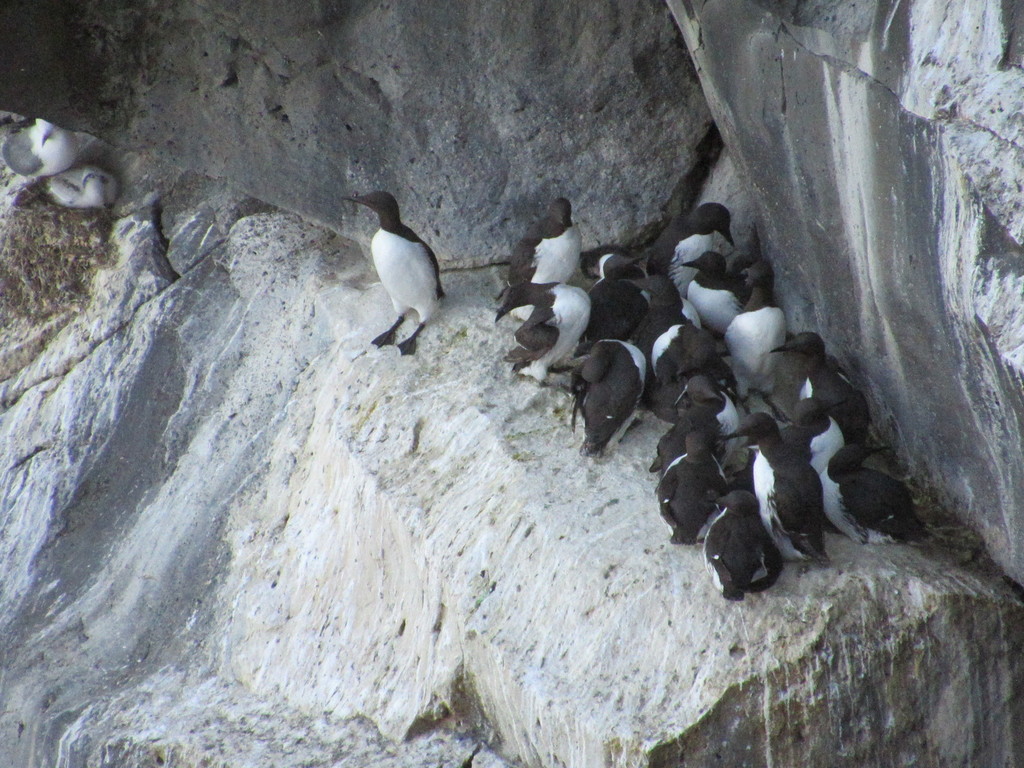 Common Murre from Western Region, Iceland on July 27, 2017 at 05:11 PM ...