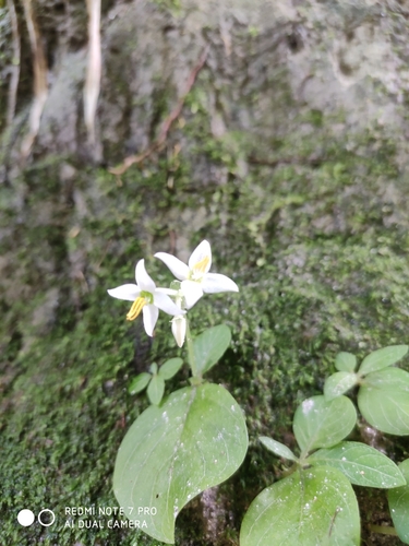 Argostemma sarmentosum · iNaturalist United Kingdom