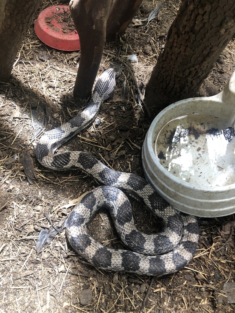 Gray Ratsnake from Bastille St, Brandon, MS, US on September 05, 2020 ...