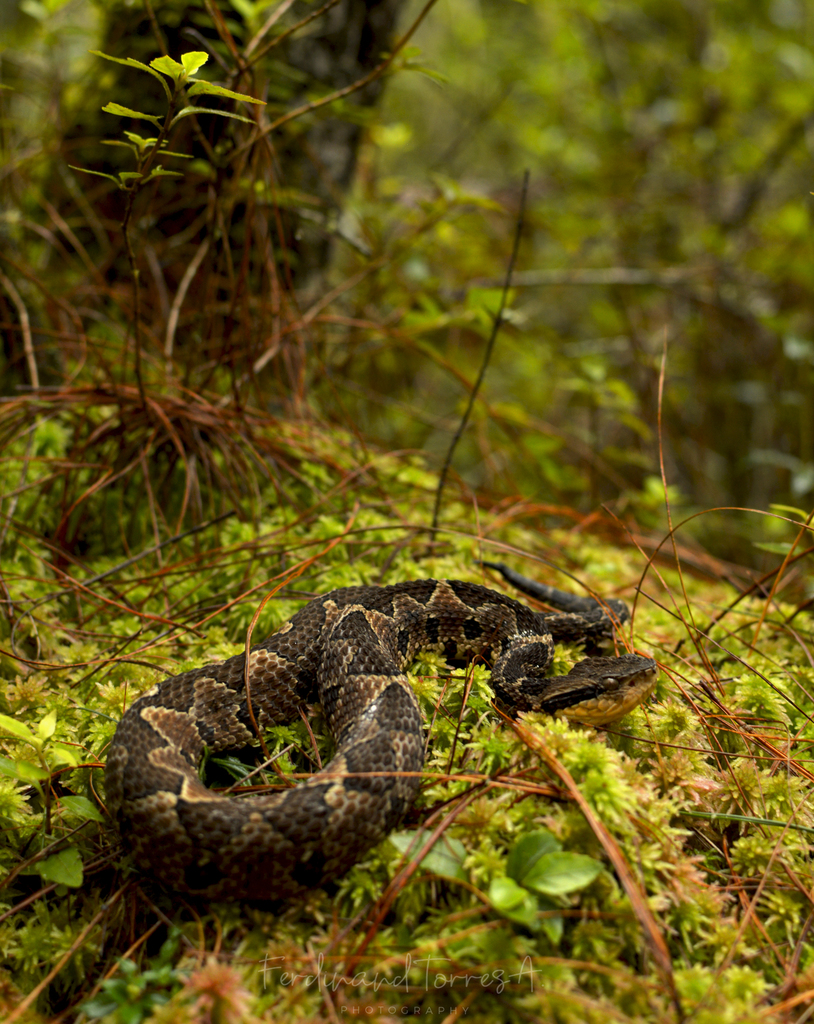 Mexican Jumping Pit Viper in October 2018 by Ferdinand Torres Angeles ...