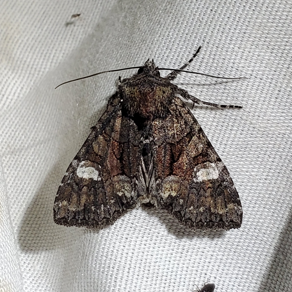 Wandering Brocade Moth from Fremont, NH 03044, USA on September 8, 2020 ...