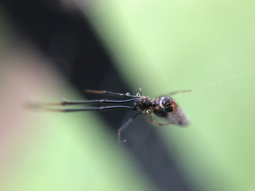 American Dewdrop Spider from Mammoth Cave National Park, Cub Run, KY ...