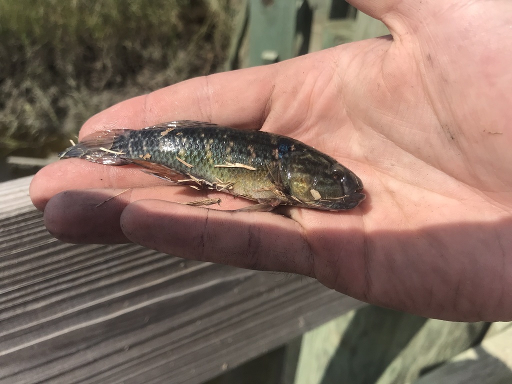 Fat Sleeper from Dewees Island, Dewees Island, SC, US on September 14 ...