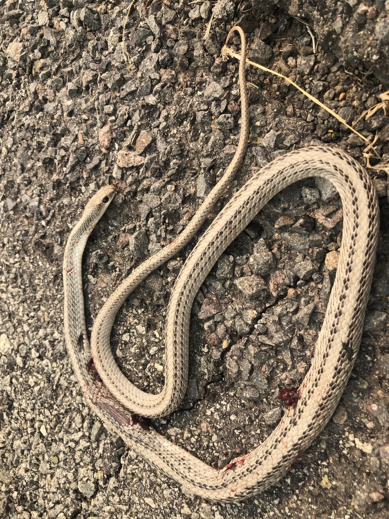Mojave Patchnose Snake in September 2020 by Mike Rochford · iNaturalist