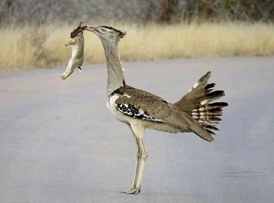 Southern Kori Bustard in September 2020 by Mr K.Ortega Mahindi. Kori ...