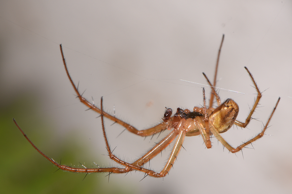 Eurasian Armoured Long-jawed Spider in September 2020 by Wolfgang ...