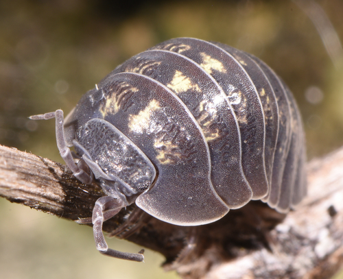 Observations by wolfgang_wuster · iNaturalist