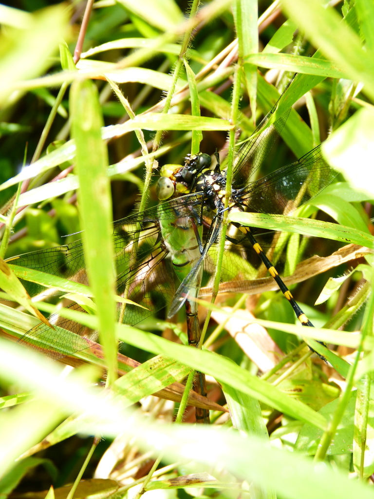 Pale-spotted Emperor from Central Catchment Nature Reserve on January ...
