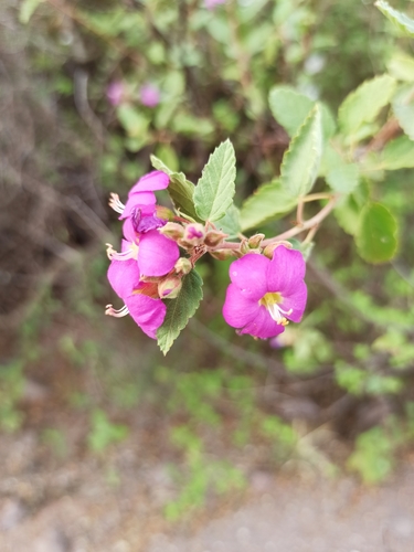 Observations by milka18 · iNaturalist