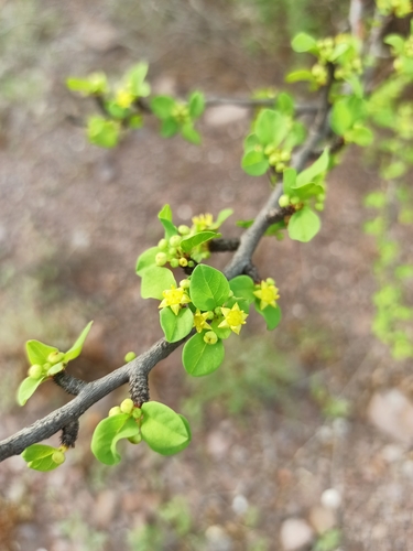 Observations by milka18 · iNaturalist