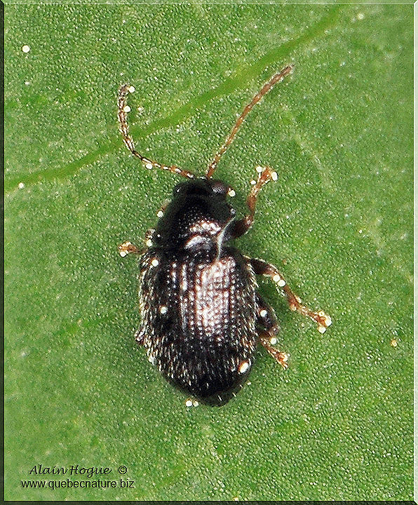 Potato Flea Beetle from Saint-Timothée, Salaberry-de-Valleyfield, QC ...