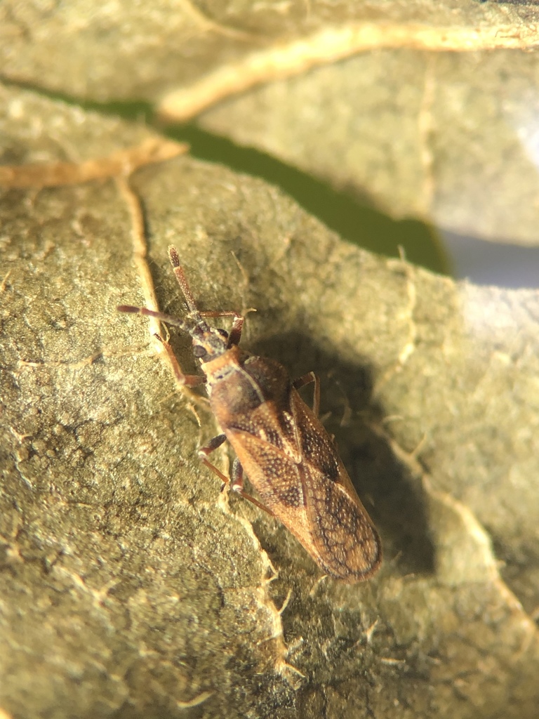 Fringetree Lace Bug from Warden Housing Rd, NS, CA on September 8, 2020 ...