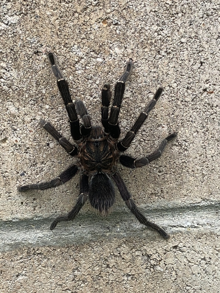 Costa Rican Striped-knee Tarantula from Tenancingo, Cuscatlán, SV on ...