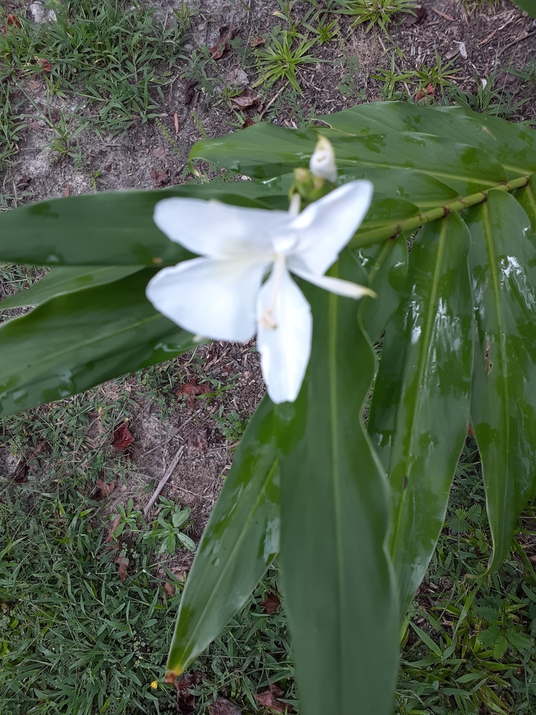White ginger from Bingham, NC, USA on August 16, 2020 at 12:59 PM by ...