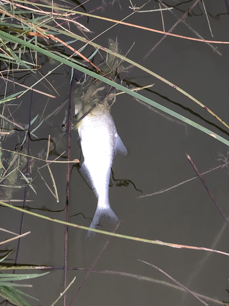American Gizzard Shad from Buddy Holly Recreation Area, Lubbock, TX, US ...