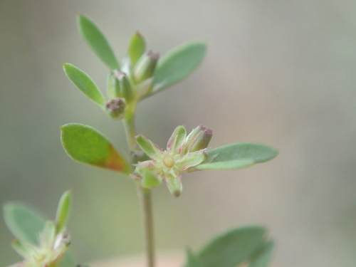 Cluster-stemmed Nailwort (Paronychia fastigiata) · iNaturalist United ...
