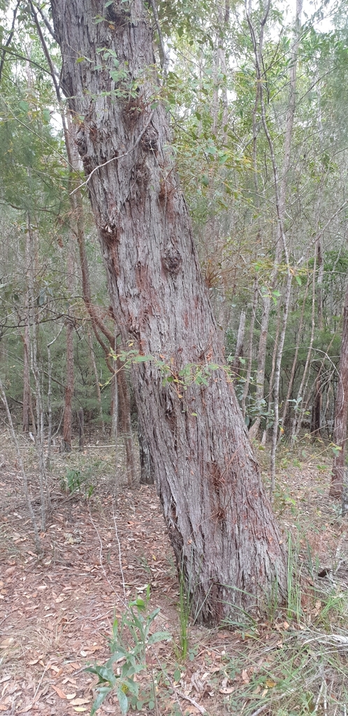 Tindal's stringybark from Mount Nathan QLD 4211, Australia on September ...