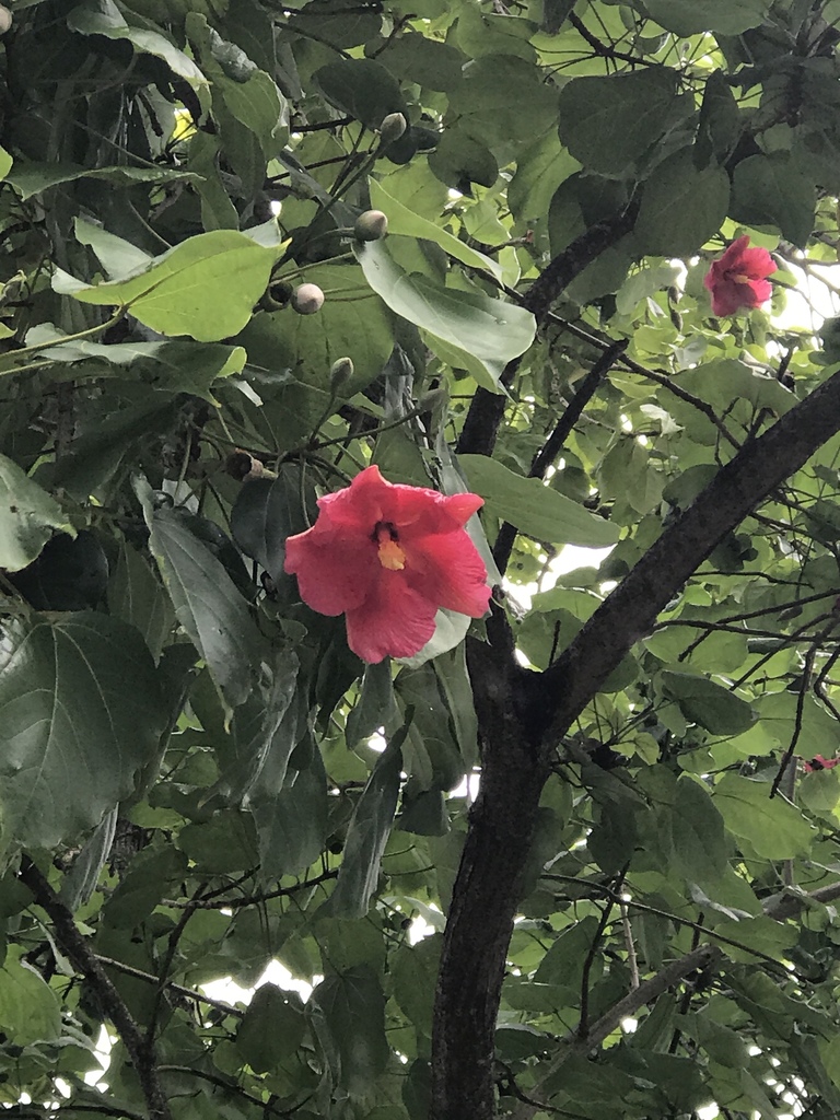 Arbol De Maga De Puerto Rico Bandera De Hibiscus De Puerto Rico,