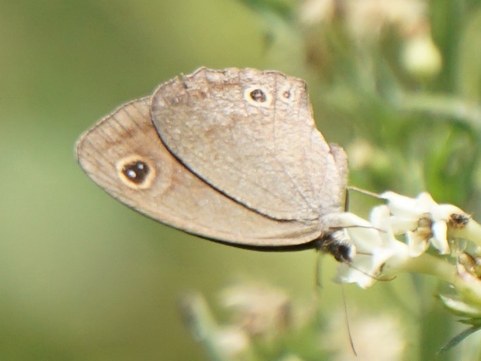 Hybrid Argus from Mukteshwar, Uttarakhand, India on September 10, 2020 ...