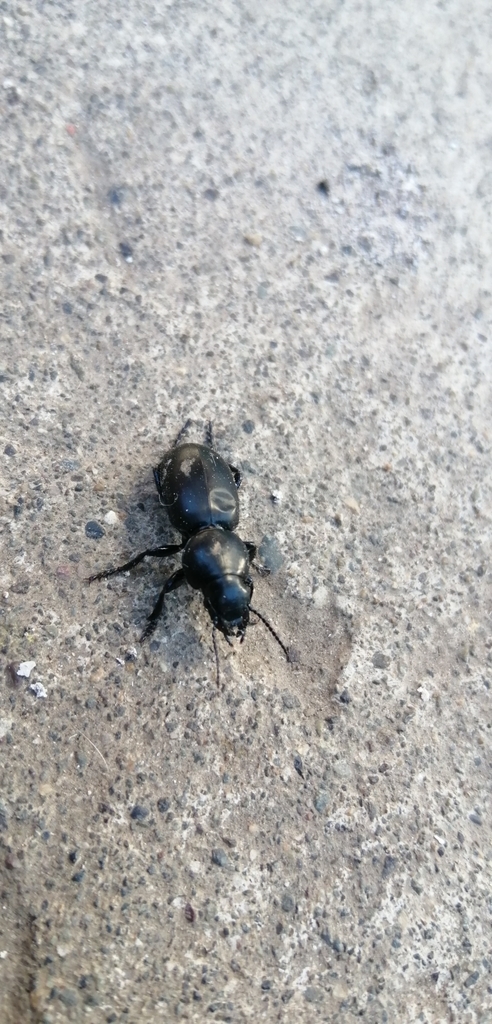 Cnemalobus obscurus in September 2020 by Camilo Pavez. Al acercarme ...