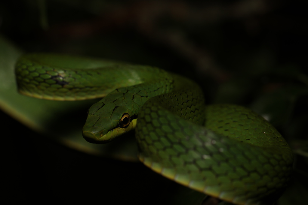 Rein Snake in April 2020 by 曾以信 · iNaturalist