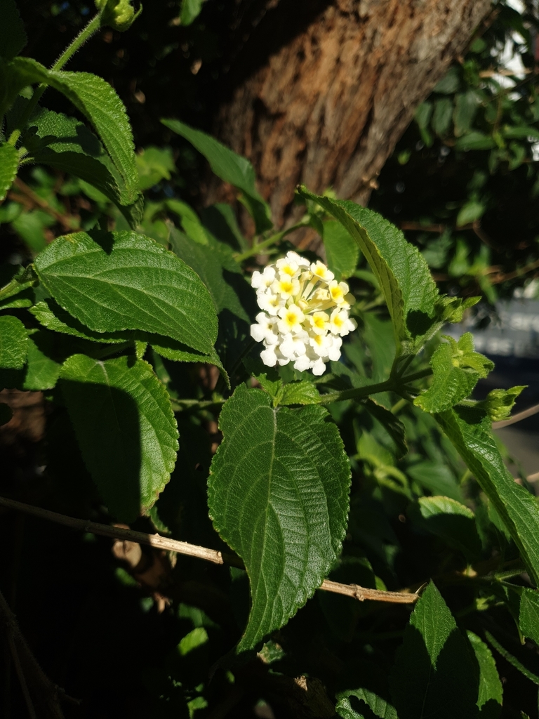 lantanas from Fremantle on September 11, 2020 at 08:35 AM by Melissa ...