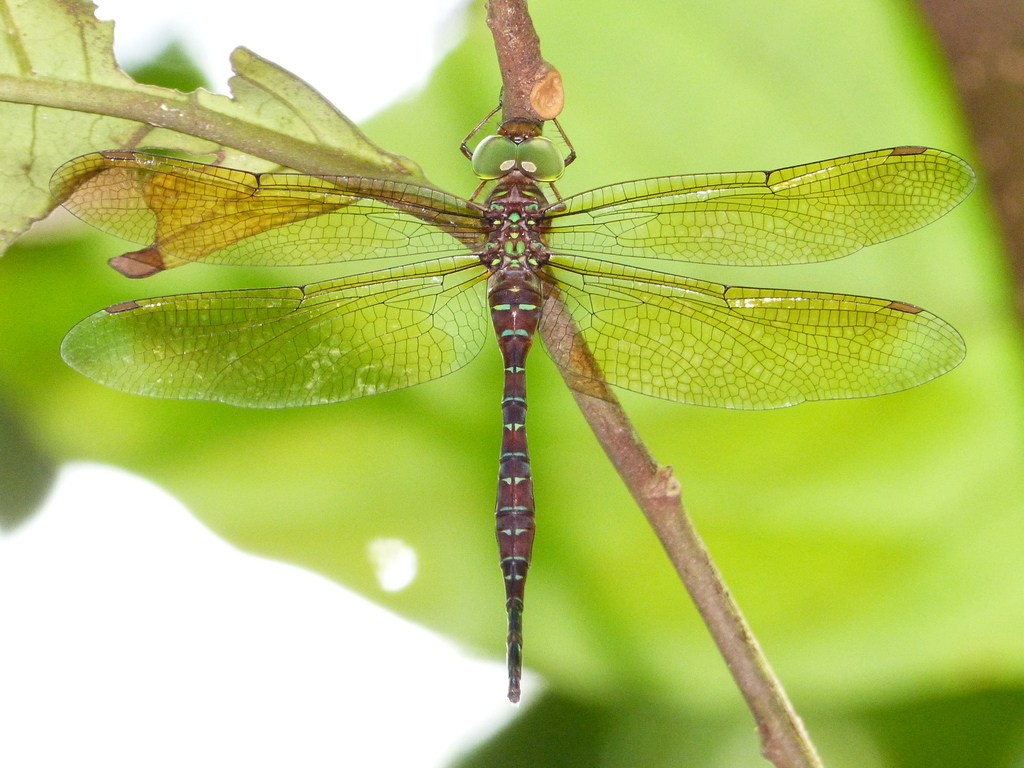 Paddletail from Upper Seletar Reservoir park on May 10, 2014 by Lena ...