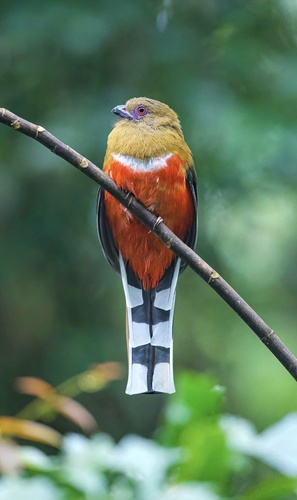 Trogones asiáticos (género Harpactes) · NaturaLista Colombia