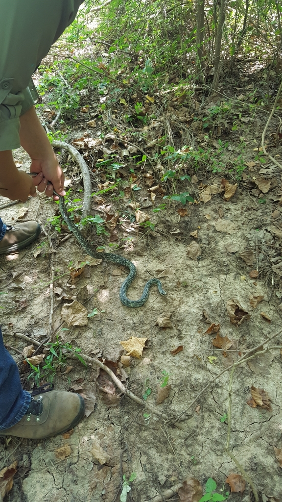 Buttermilk Racer from Houston, TX USA on August 1, 2017 at 02:18 PM by ...