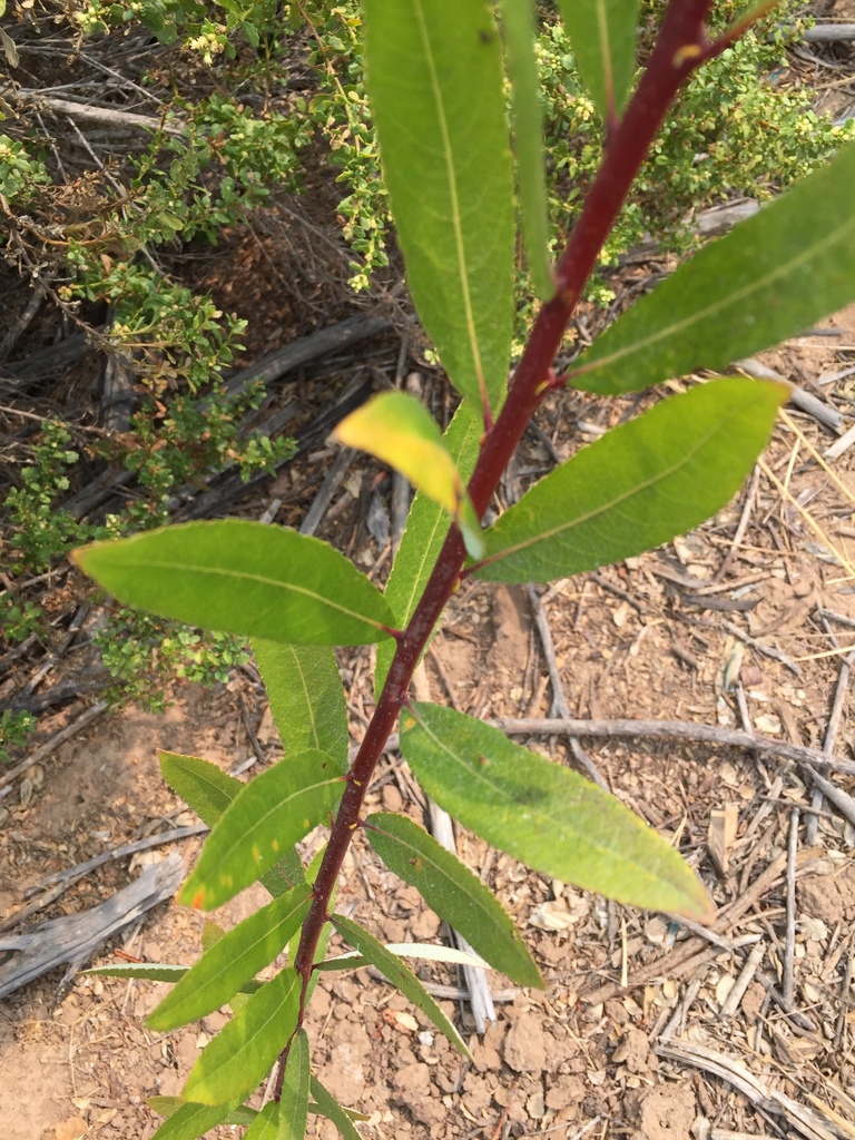 red willow from Calle Real, Goleta, CA, US on September 11, 2020 at 10: ...