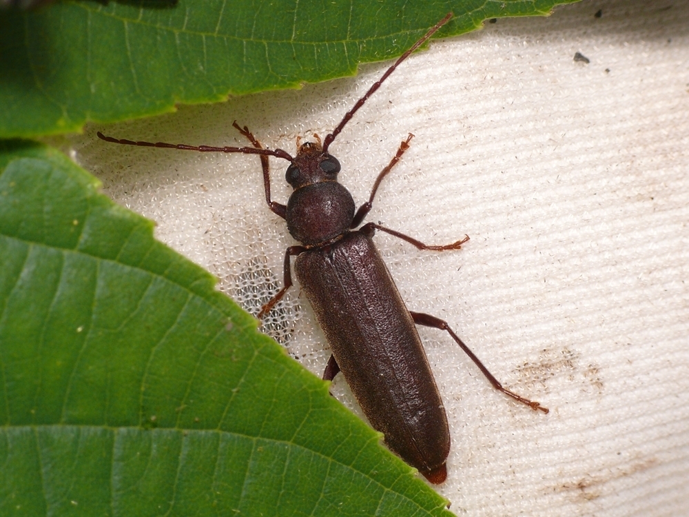 Arhopalus coreanus from 대한민국 강원도 정선군 on July 29, 2017 at 09:15 PM by ...