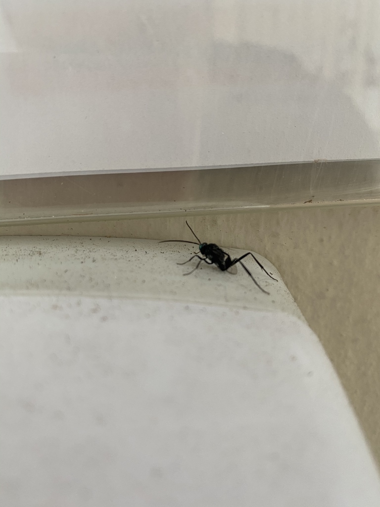 Blue-eyed Ensign Wasp from Puerto Rico, San Juan, PR, US on August 17 ...