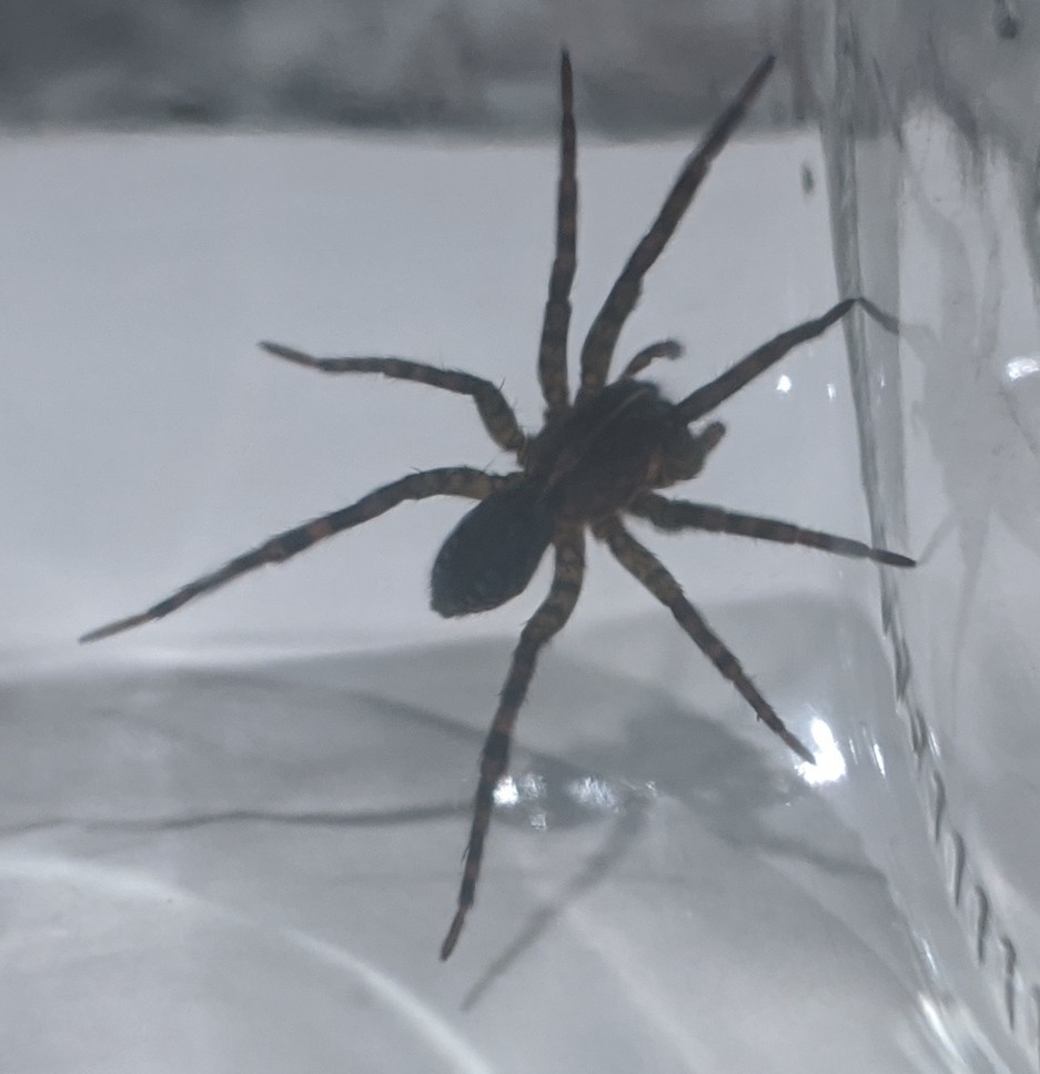 Georgia Wolf Spider from Lodi Township, OH, USA on September 11, 2020 ...