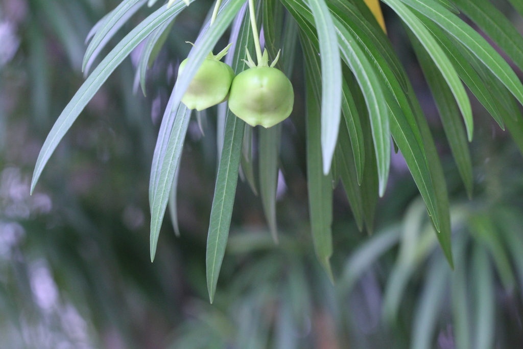 Be-still tree from Shek Mun on September 9, 2020 at 08:24 AM by Agnes ...