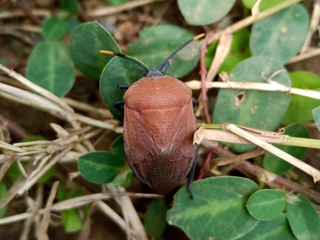 Coridius from Kawardha on September 11, 2020 at 02:05 PM by Faizee Ali ...