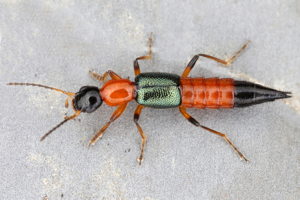 Paederus fuscipes from Austria, Burgenland, Andau, Hanság ...