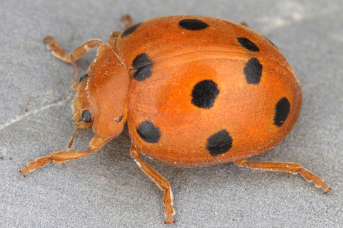 Bryony Ladybird (Henosepilachna argus) · iNaturalist