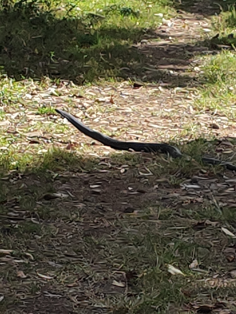 Red-bellied Black Snake from Lake Mary QLD 4703, Australia on September ...